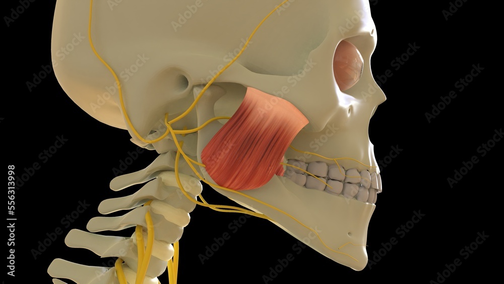 Masseter Superficial Muscle anatomy for medical concept 3D rendering ...