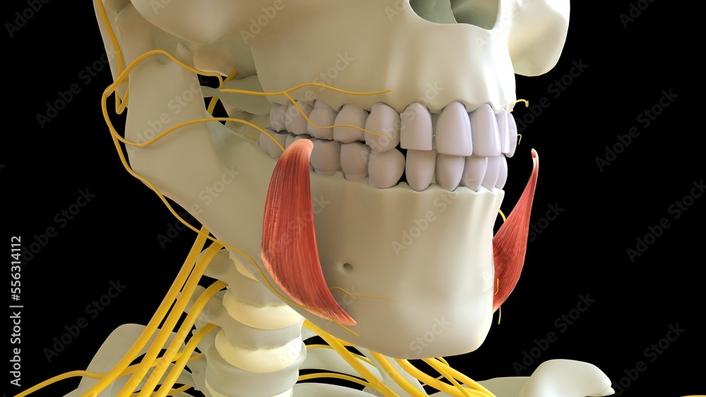 Depressor Anguli Oris Muscle anatomy for medical concept 3D rendering ...
