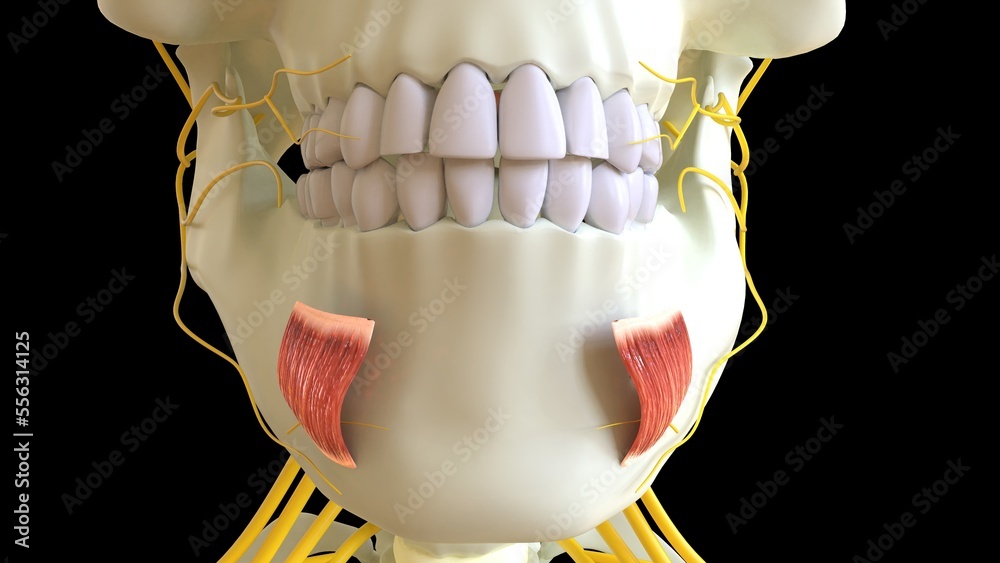 Depressor Labii Inferioris Muscle anatomy for medical concept 3D ...
