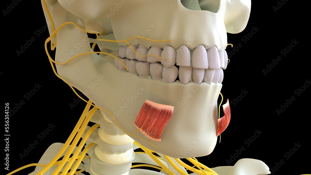 Depressor Labii Inferioris Muscle anatomy for medical concept 3D ...
