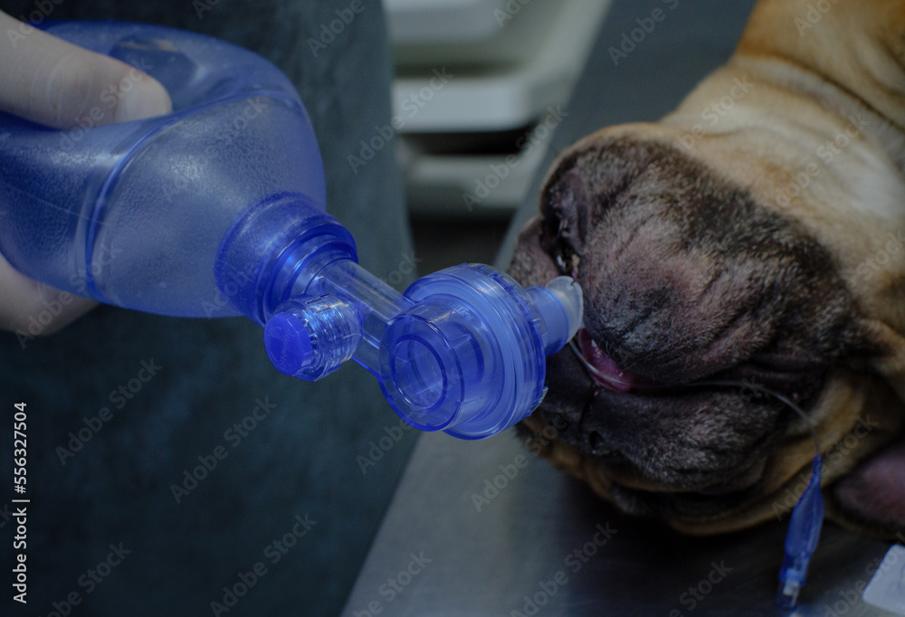 By pressing crayfish on the oxygen bag, the doctor delivers oxygen to ...