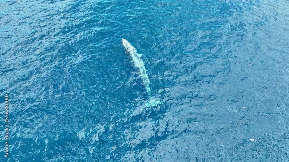 An Omura's whale, Balaenoptera edeni, comes to the surface to breathe ...