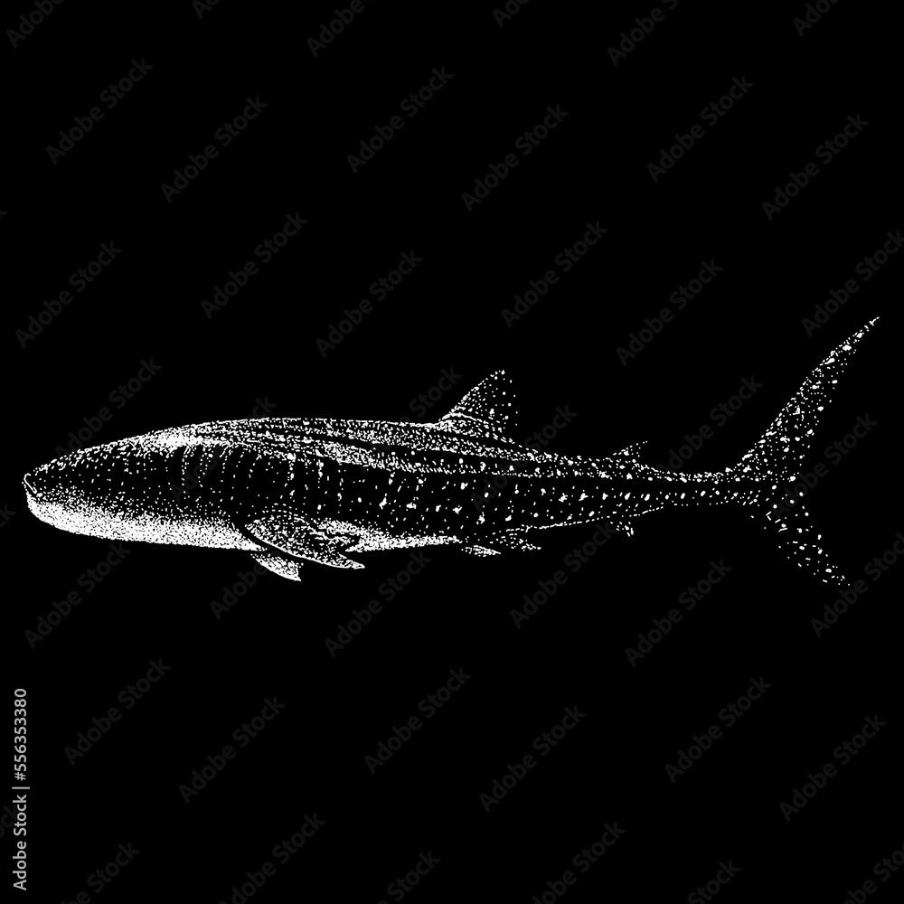 Whale Shark hand drawing vector isolated on black background. Stock ...
