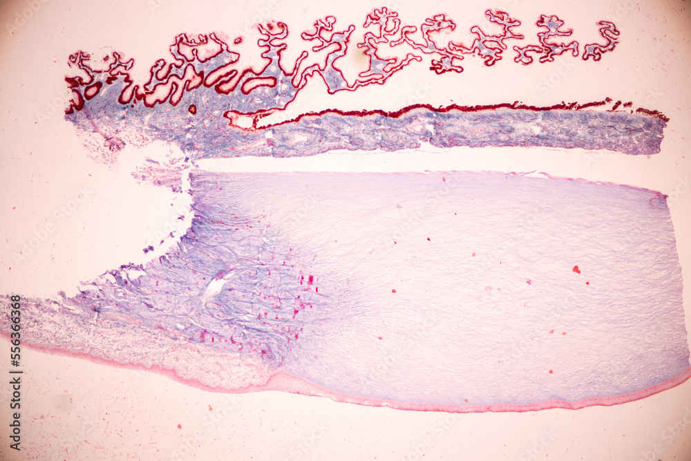 Characteristics Tissue of Optic nerve Human, Cornea from eye Human and ...