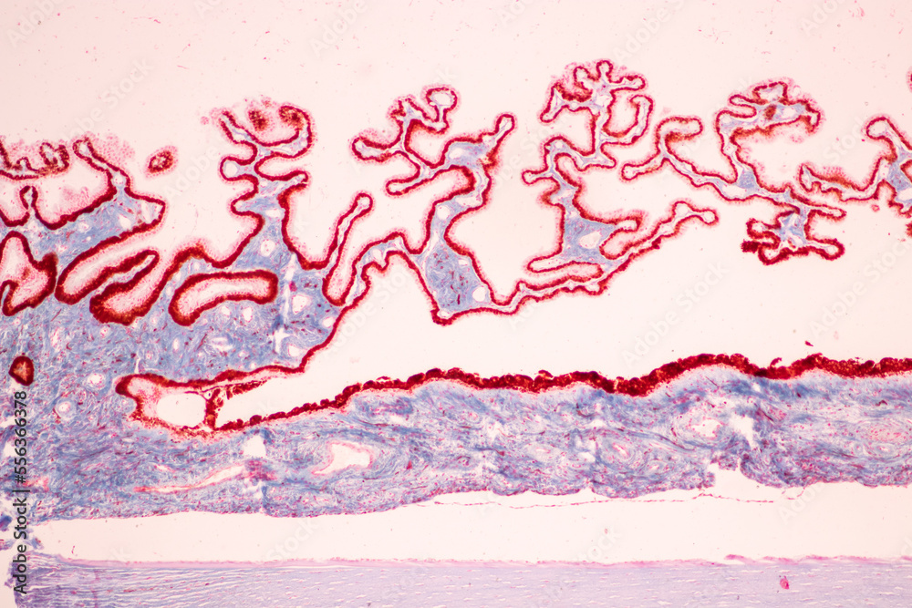 Characteristics Tissue of Optic nerve Human, Cornea from eye Human and ...