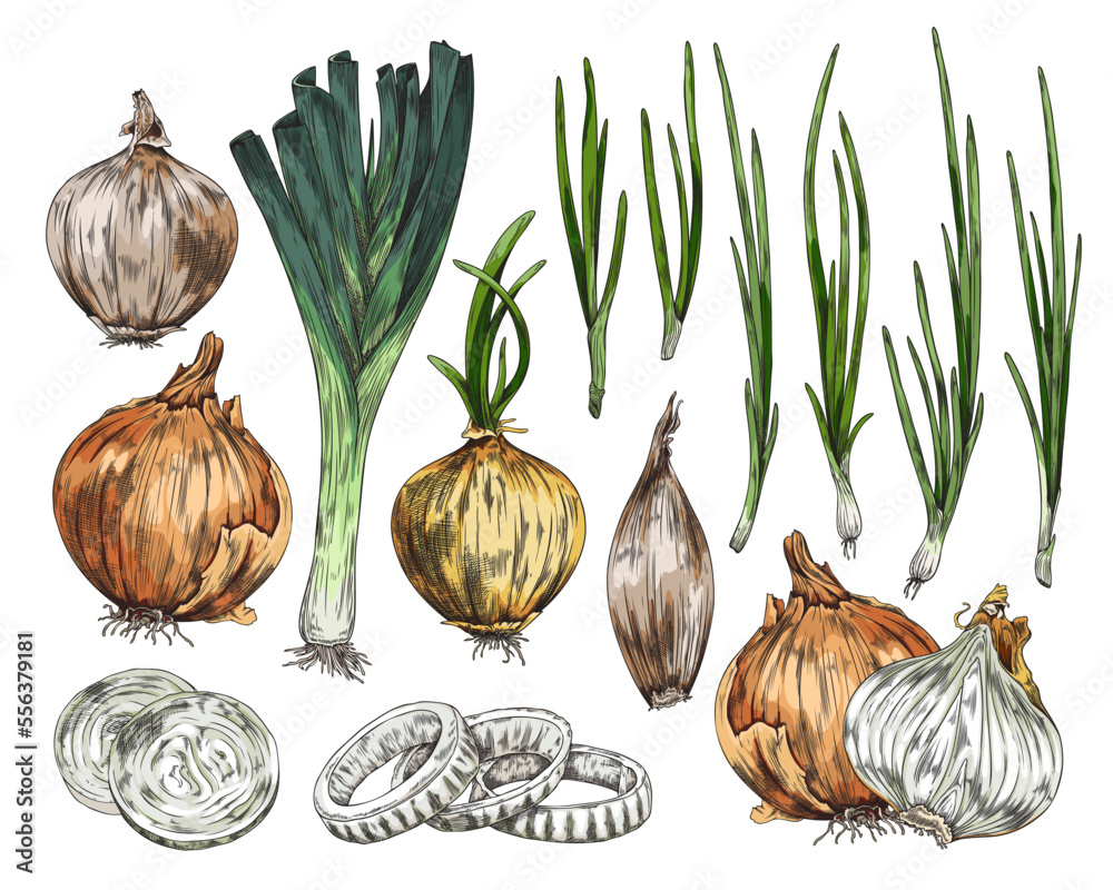 Onions such as bulb, spring onions and leeks sketch vector illustration ...