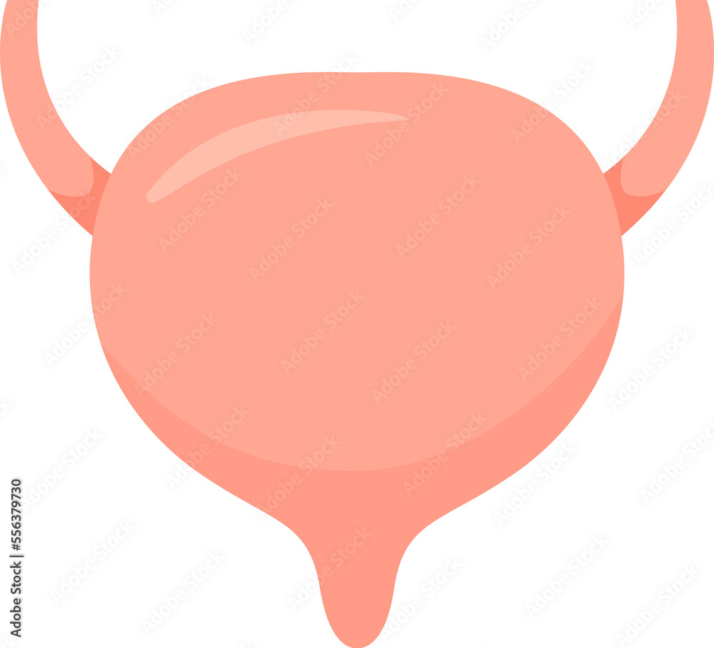 Urinary bladder . Internal organs of human . Stock Illustration | Adobe ...