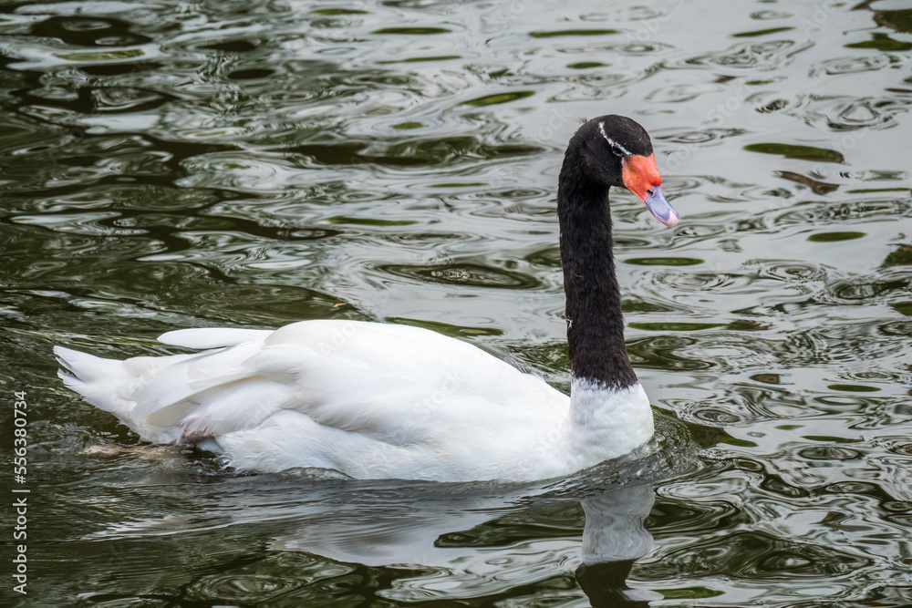 The black-necked swan, Cygnus melancoryphus, is a swan that is the ...