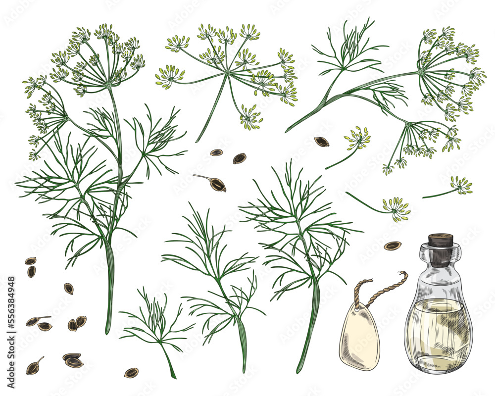 Dill plant different parts and dill oil sketch vector illustration ...