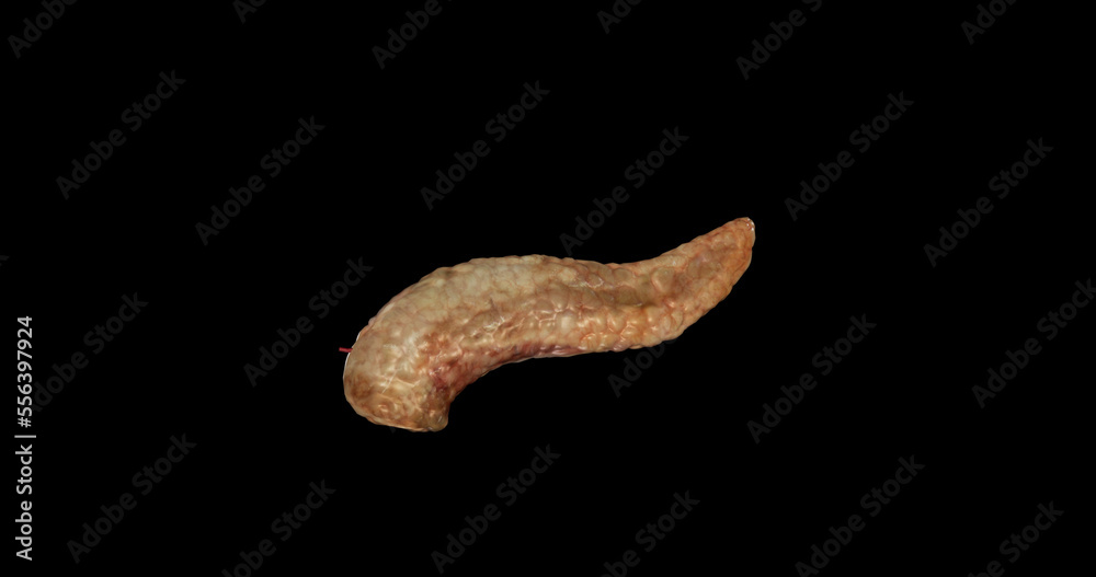 Anatomical Illustration of Anterior view of Pancreas.3d rendering Stock ...