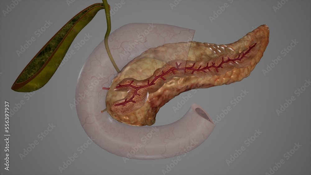 Anatomical Illustration of Bile and Pancreatic Ducts.3d rendering Stock ...