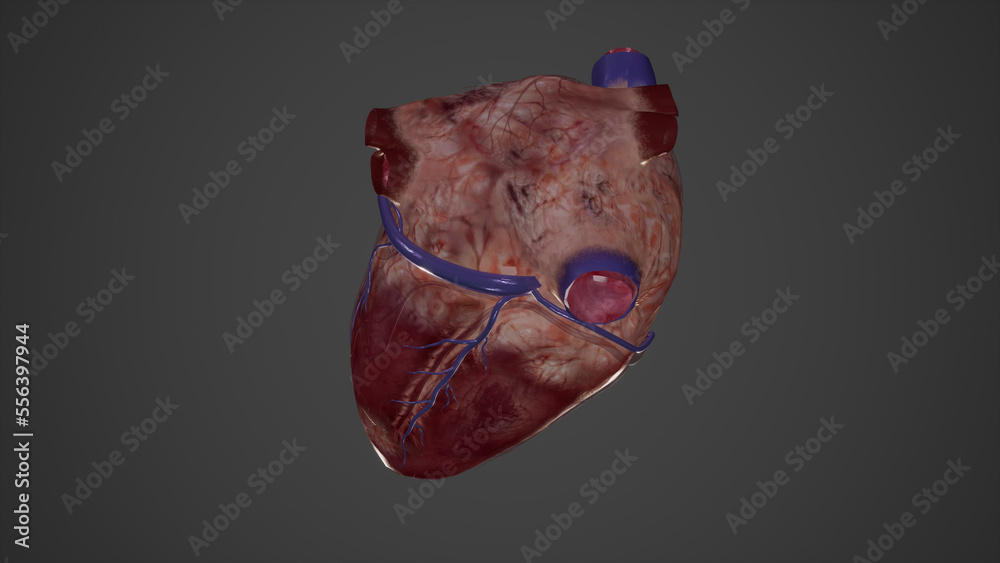 Anatomical Illustration of Cardiac Veins.3d rendering ilustração do ...