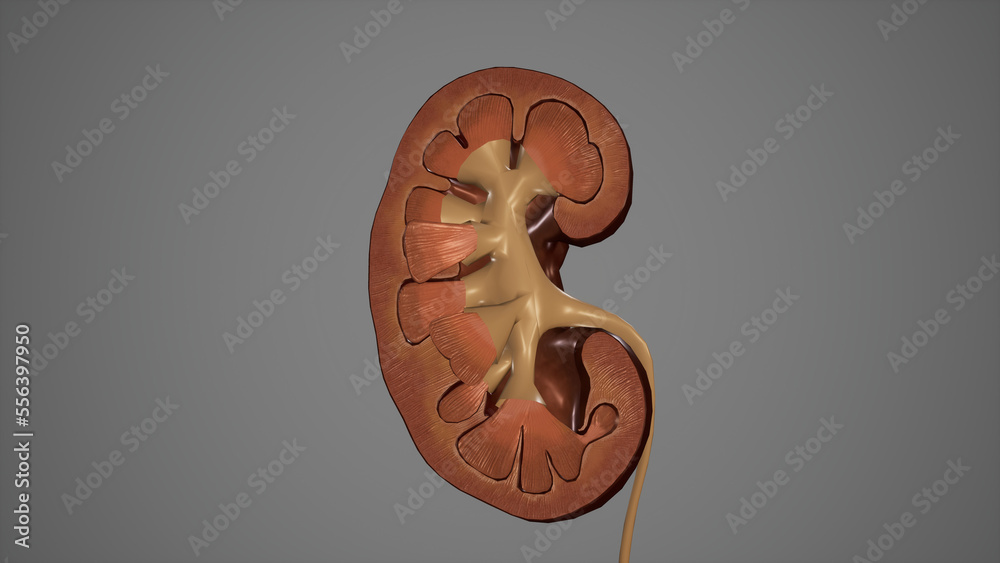 Cross Section of Kidney showing main features.3d rendering Stock ...