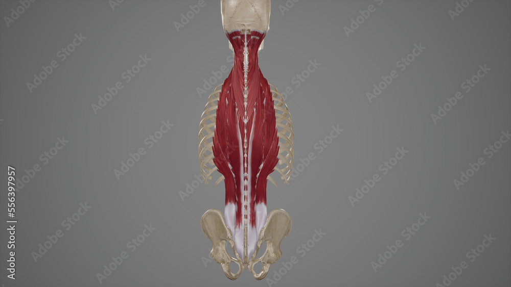 Anatomical Illustration of Deep Back Muscles.3d rendering Stock ...