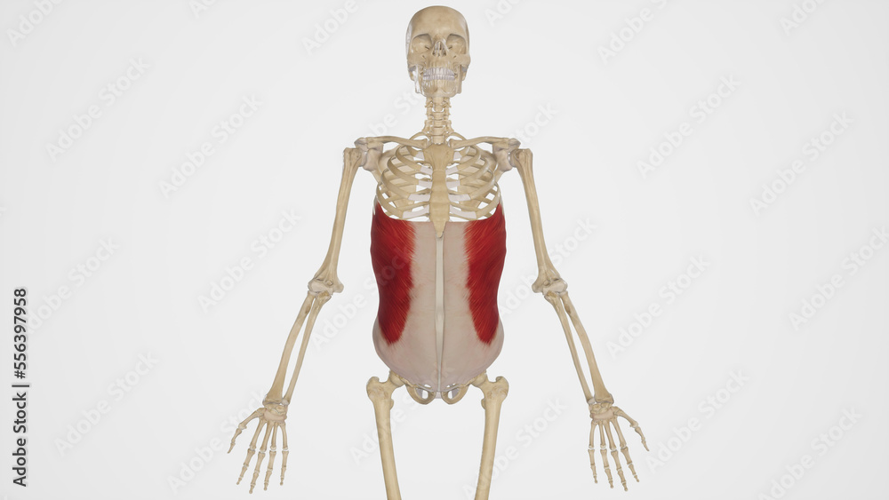 Anatomical Illustration of External Oblique.3d rendering Stock ...