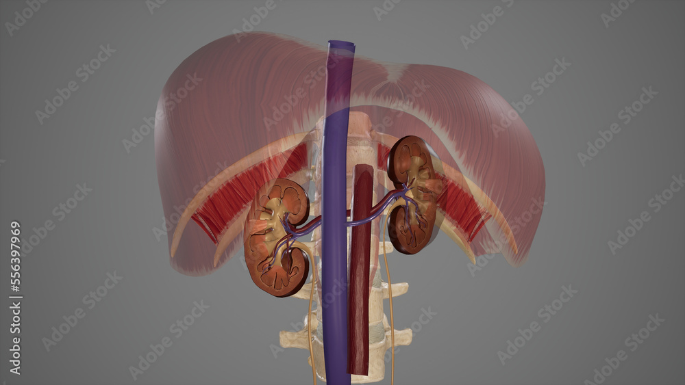Gross Structure of Kidneys.3d rendering Stock Illustration | Adobe Stock