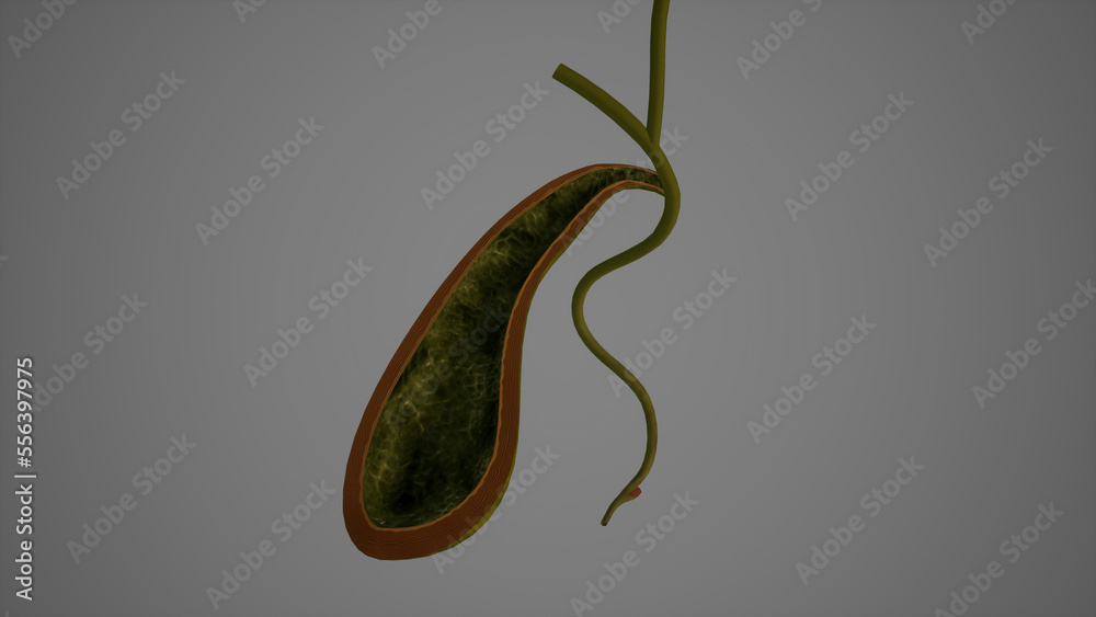 Internal Structure of Gallbladder.3d rendering Stock Illustration ...