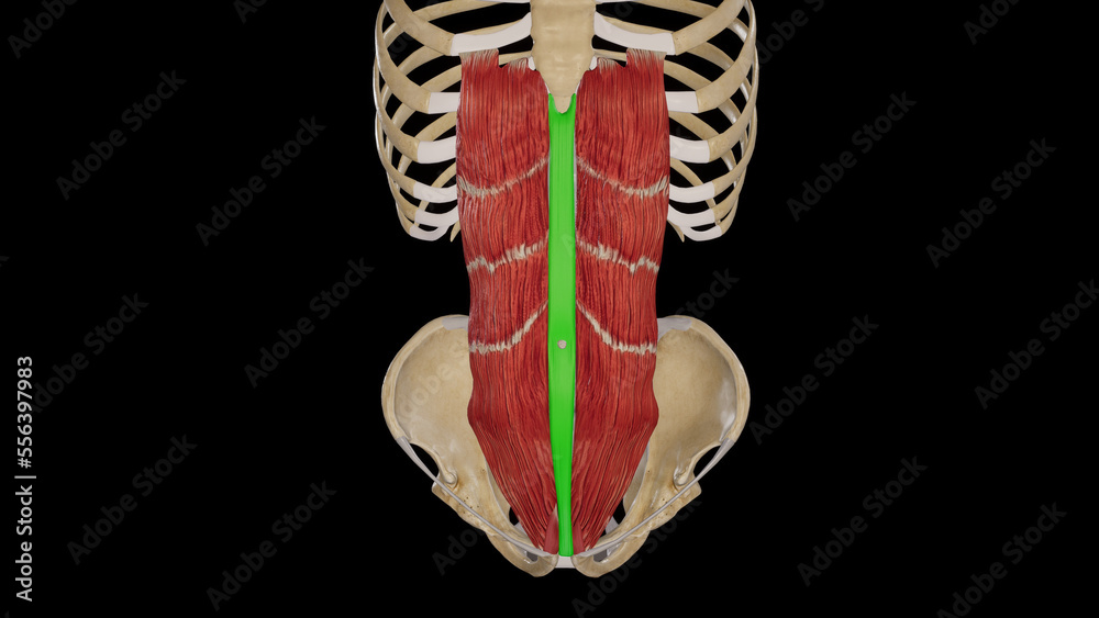 Anatomical Illustration of Linea Alba .3d rendering Stock Illustration ...