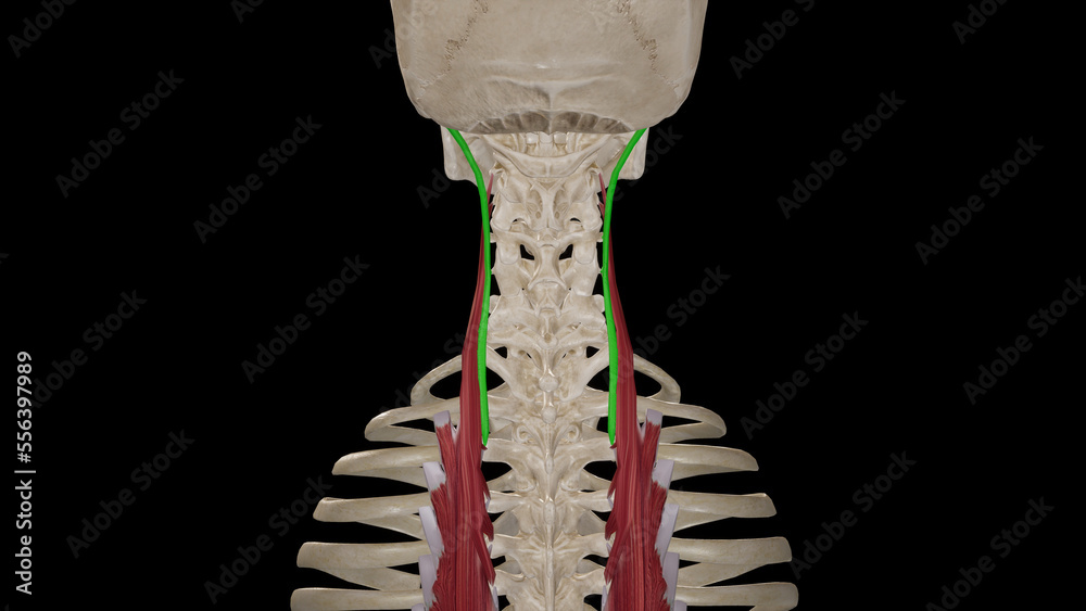 Anatomical Illustration of Longissimus Capitis.3d rendering Stock ...