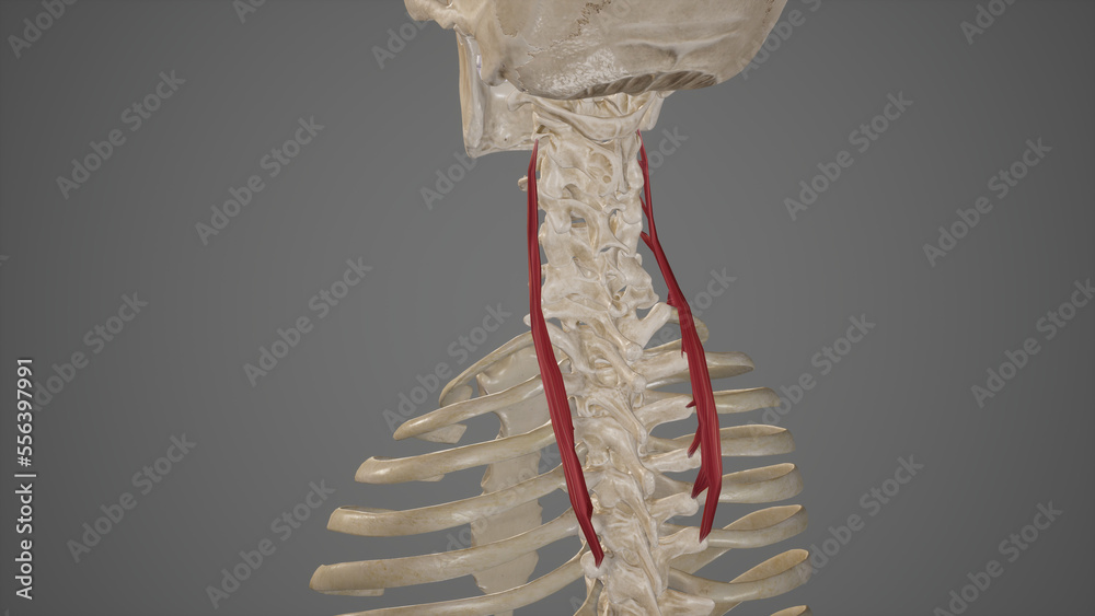 Anatomical Illustration of Longissimus Cervicis.3d rendering Stock ...
