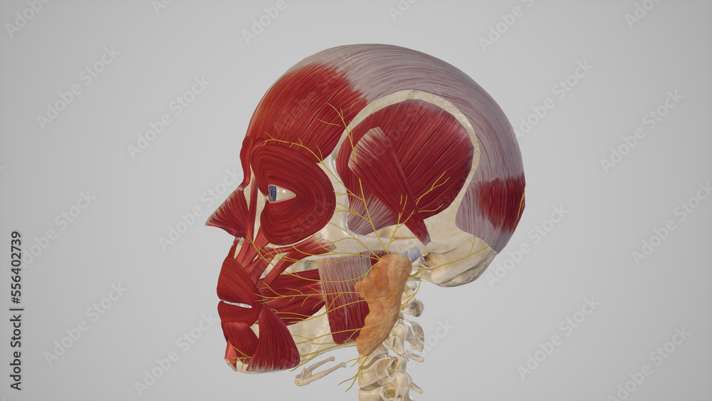 Anatomical Illustration of Facial Nerve.3d rendering Stock Illustration ...