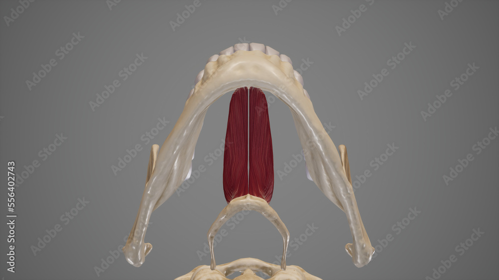 Geniohyoid
