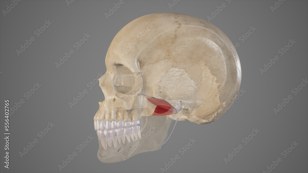 Anatomy of Lateral Pterygoid Muscle.3d rendering Stock Illustration ...