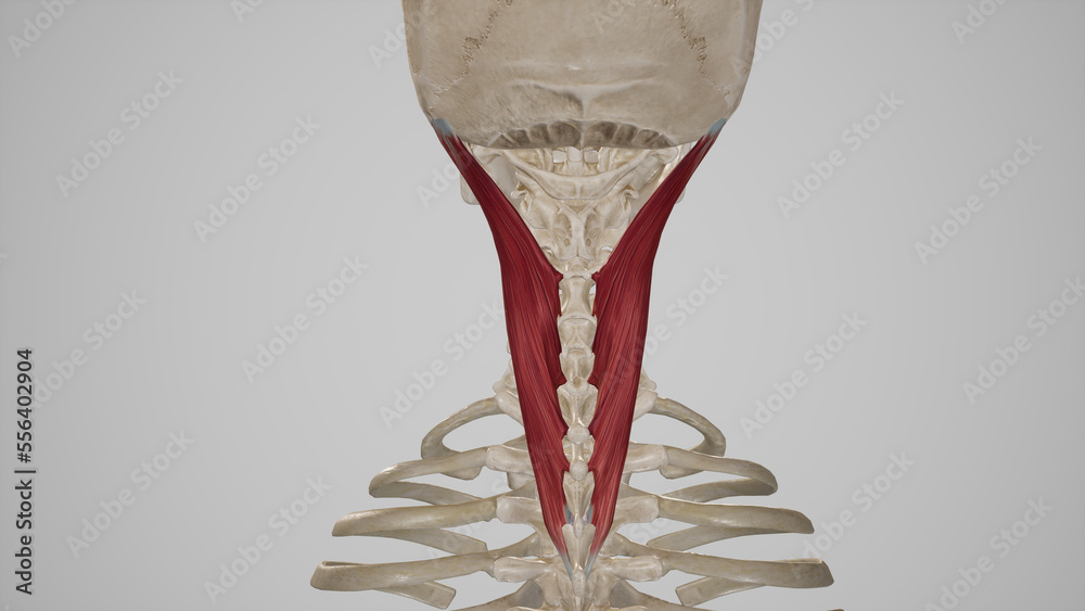 Anatomical Illustration of Splenius Capitis.3d rendering Stock ...