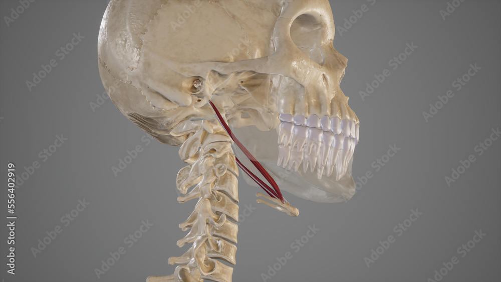 Anatomical Illustration of Stylohyoid Muscle.3d rendering Stock ...