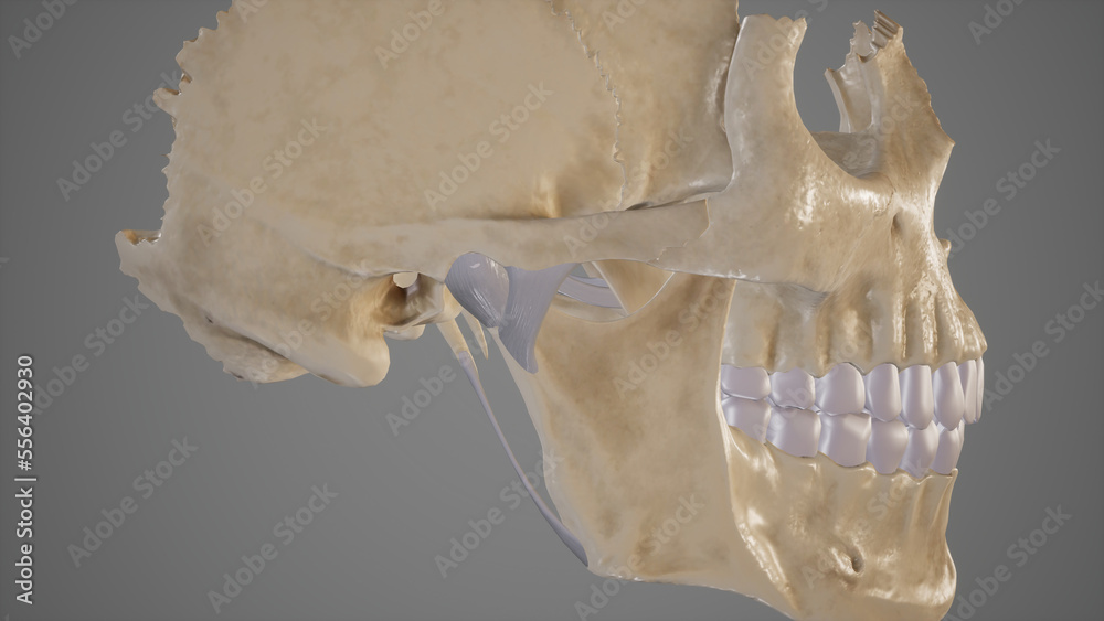 Anatomical Illustration of Temporomandibular Joint (TMJ).3d rendering ...