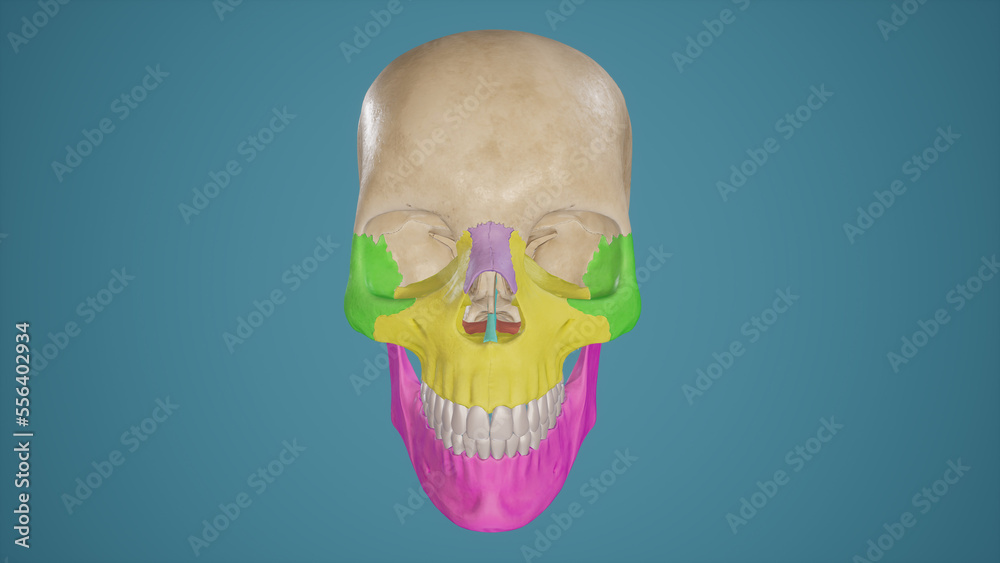 Anatomical Illustration of Viscerocranium.3d rendering Stock ...
