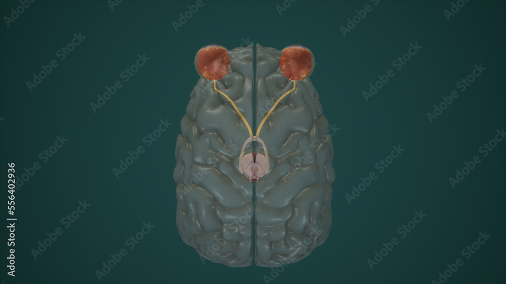 Anatomical Illustration of Visual Pathway.3d rendering Stock ...