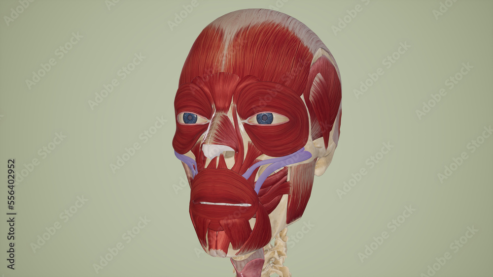 Zygomaticus Major Muscle