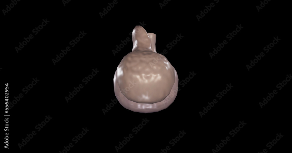Anterior view of Pituitary Gland.3d rendering Stock Illustration ...