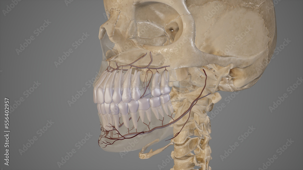 Blood Supply of Teeth Anatomy.3d rendering Stock Illustration | Adobe Stock