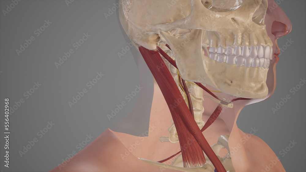 Carotid Triangle of Neck Anatomy Illustration.3d rendering Stock ...