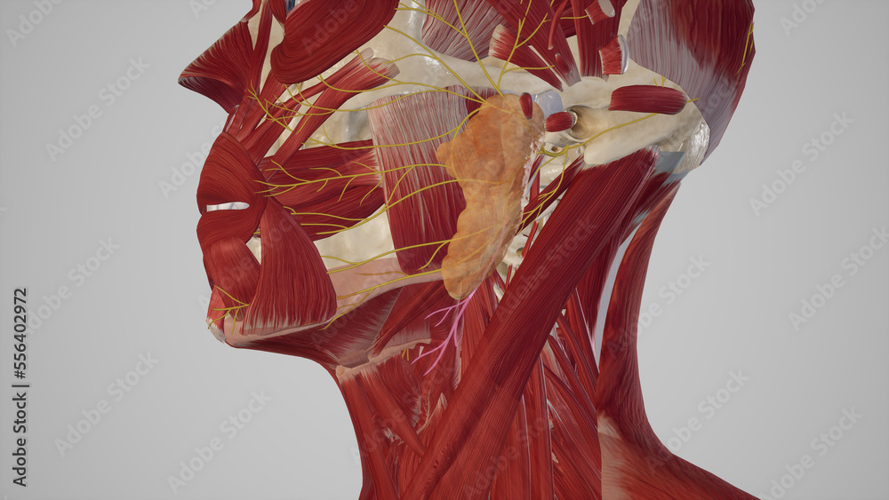 Poster Cervical Branch of Facial Nerve.3d rendering – Wall Art | UkPosters