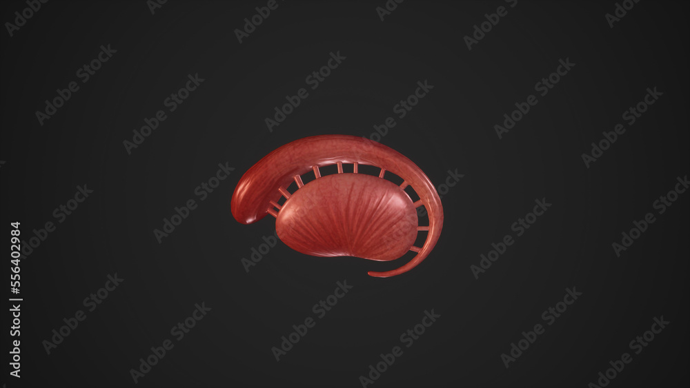 Anatomical Illustration of Corpus Striatum.3d rendering Stock ...