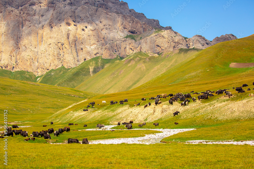 A herd of yaks graze in the mountains. Himalayan big yak in a beautiful ...