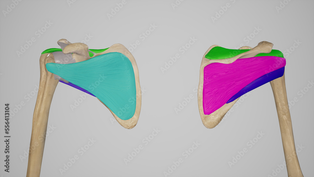 Colored Rotator Cuff Muscles.3d rendering Stock Illustration | Adobe Stock