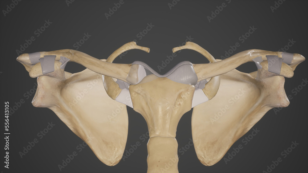 Medical Illustration of Joints and Ligaments of Clavicle.3d rendering ...