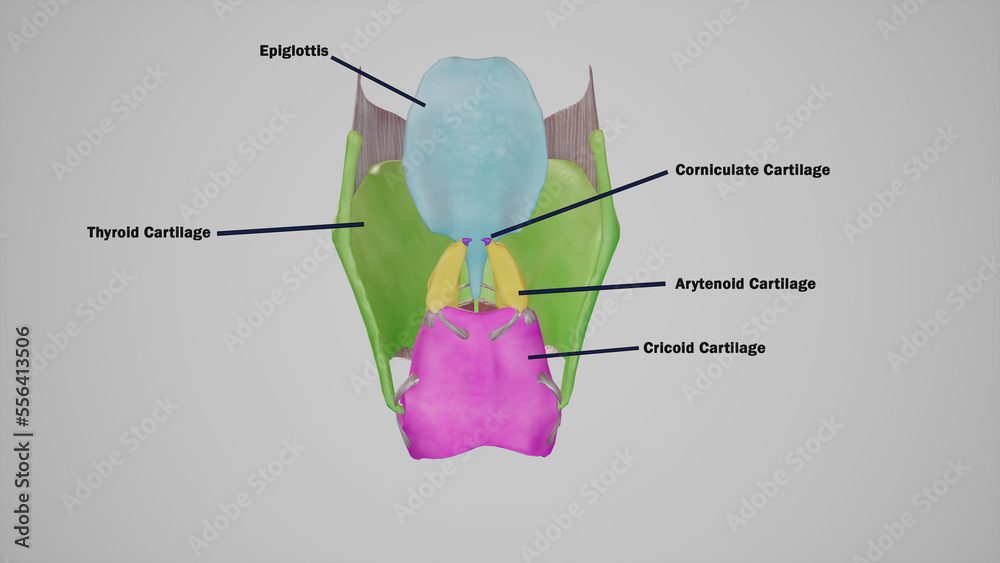 Anatomical Illustration of Cartilages of Larynx Labeled.3d rendering ...