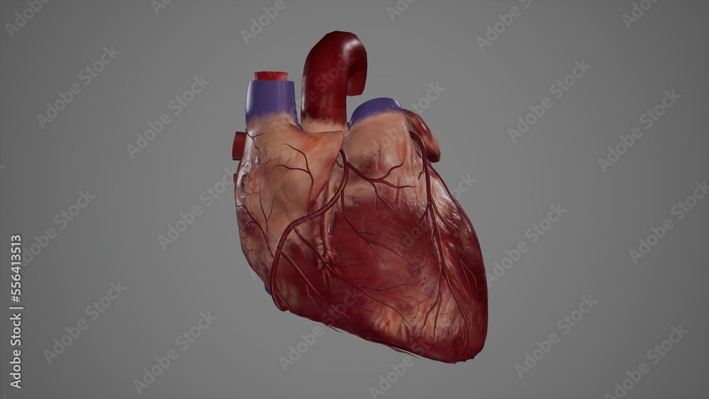 Anatomical Illustration of Coronary Artery.3d rendering Stock ...