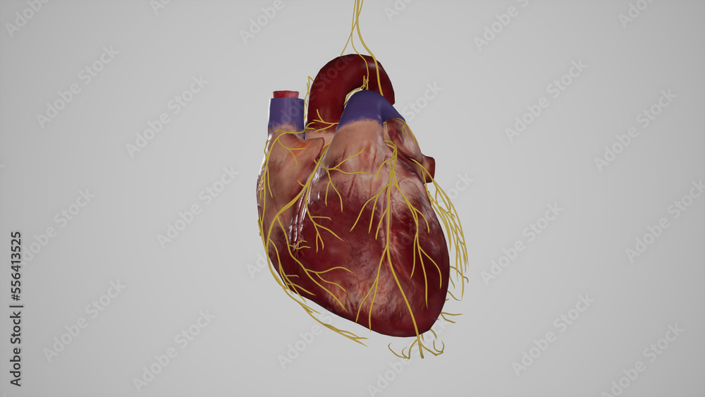 Anatomical Illustration of Innervation of Heart.3d rendering Stock ...