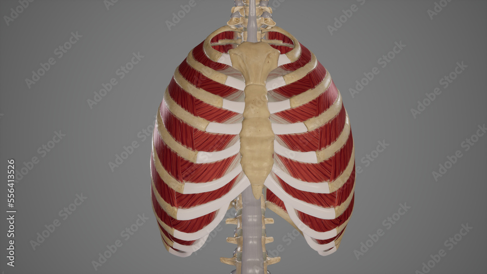 Anatomical Illustration of Intercostal Muscles.3d rendering Stock ...