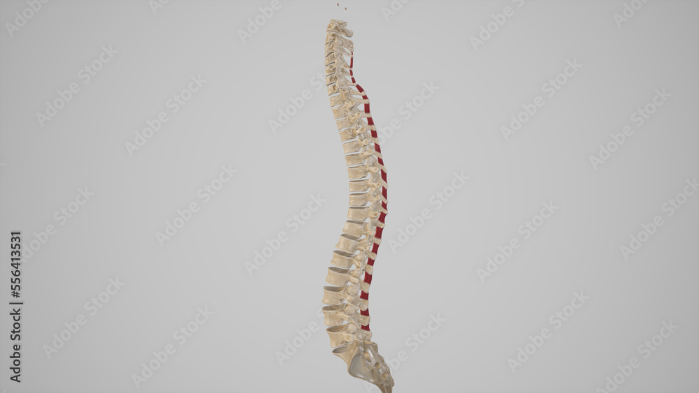 Anatomical Illustration of Interspinales Muscles.3d rendering Stock ...