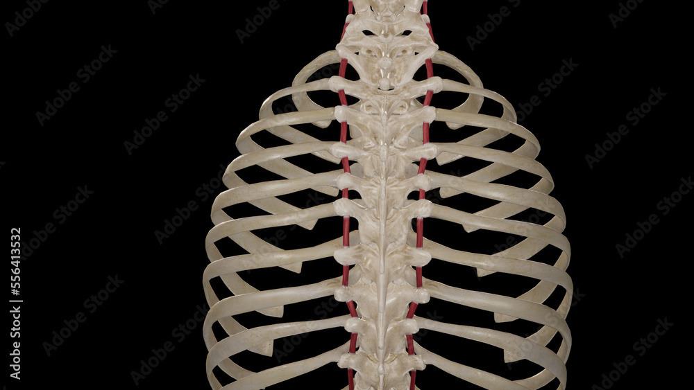 Anatomical Illustration of Intertransversarii Muscles.3d rendering ...