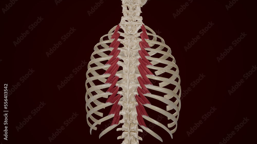 Anatomical Illustration of Levatores Costarum.3d rendering Stock ...