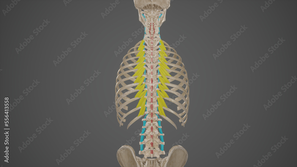 Anatomical Illustration of Minor Deep Back Muscles.3d rendering Stock ...