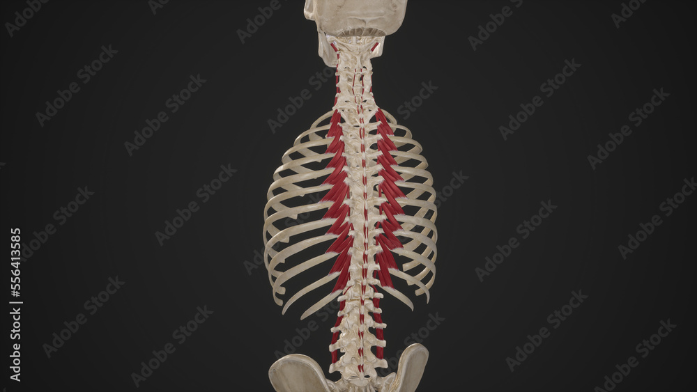 Anatomical Illustration of Segmental Muscles.3d rendering Stock ...